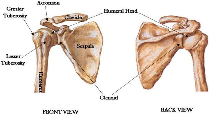 Shoulder Replacement Surgery - superspecialitycare